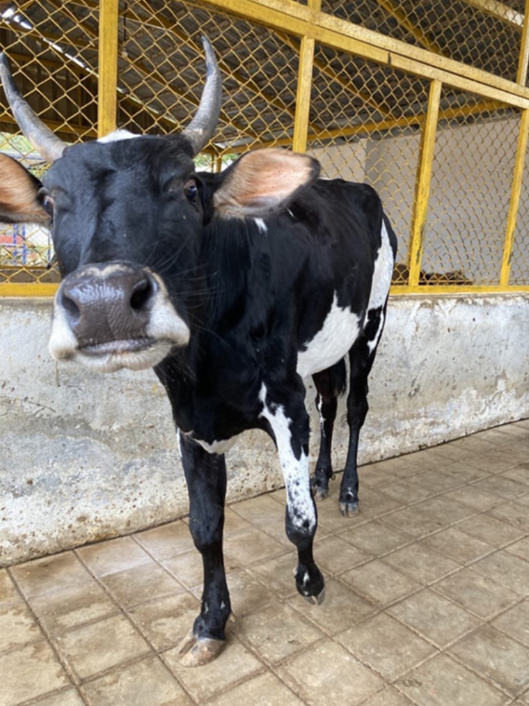 CUPA Large Animal Rescue & Rehabilitation Centre - CUPA